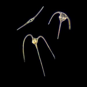 plankton Archives - Adventures in Oceanography and Teaching