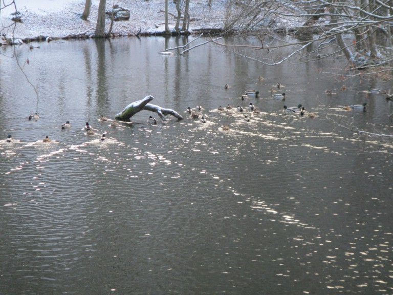 Observing hydrodynamic phenomena on a creek - Adventures in ...