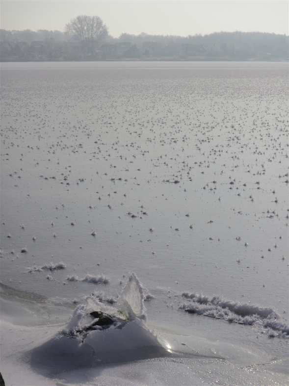 Frost flowers - when water vapour freezes to ice without going through ...