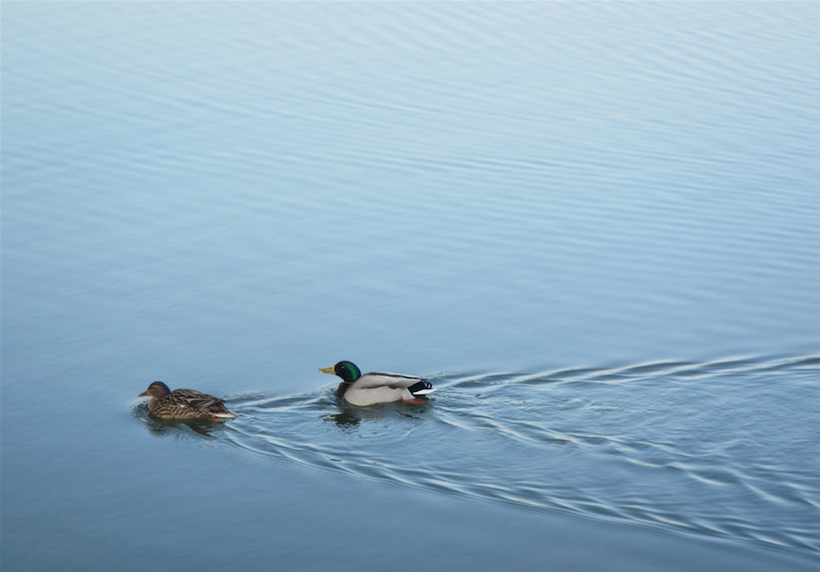 More wave phenomena on a lake, and a bit about wind - Adventures in ...