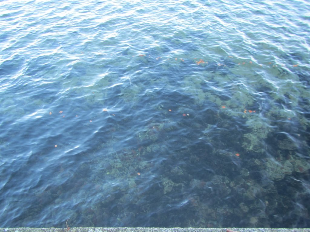 langmuir circulation Archives - Adventures in Oceanography and Teaching