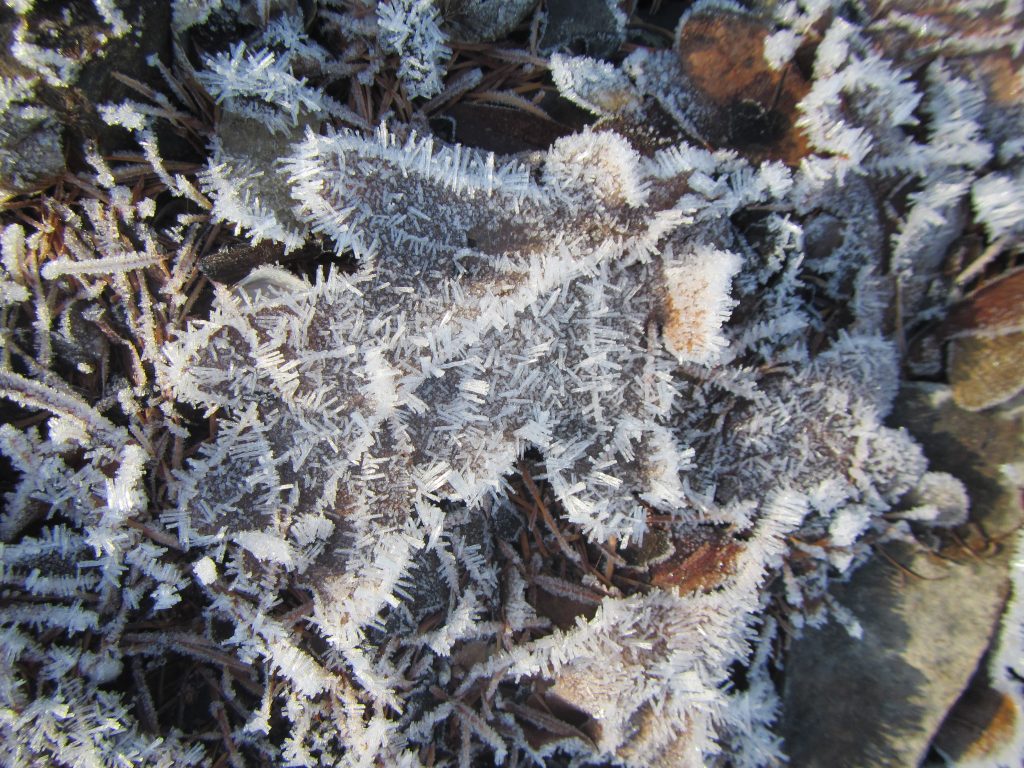 frost flowers Archives - Adventures in Oceanography and Teaching