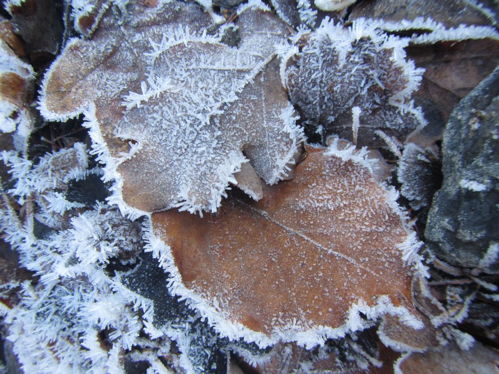 frost flowers Archives - Adventures in Oceanography and Teaching