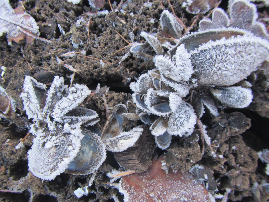 deposition Archives - Adventures in Oceanography and Teaching