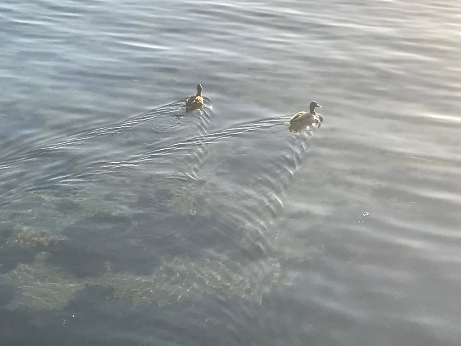Wakes of ducks - Adventures in Oceanography and Teaching