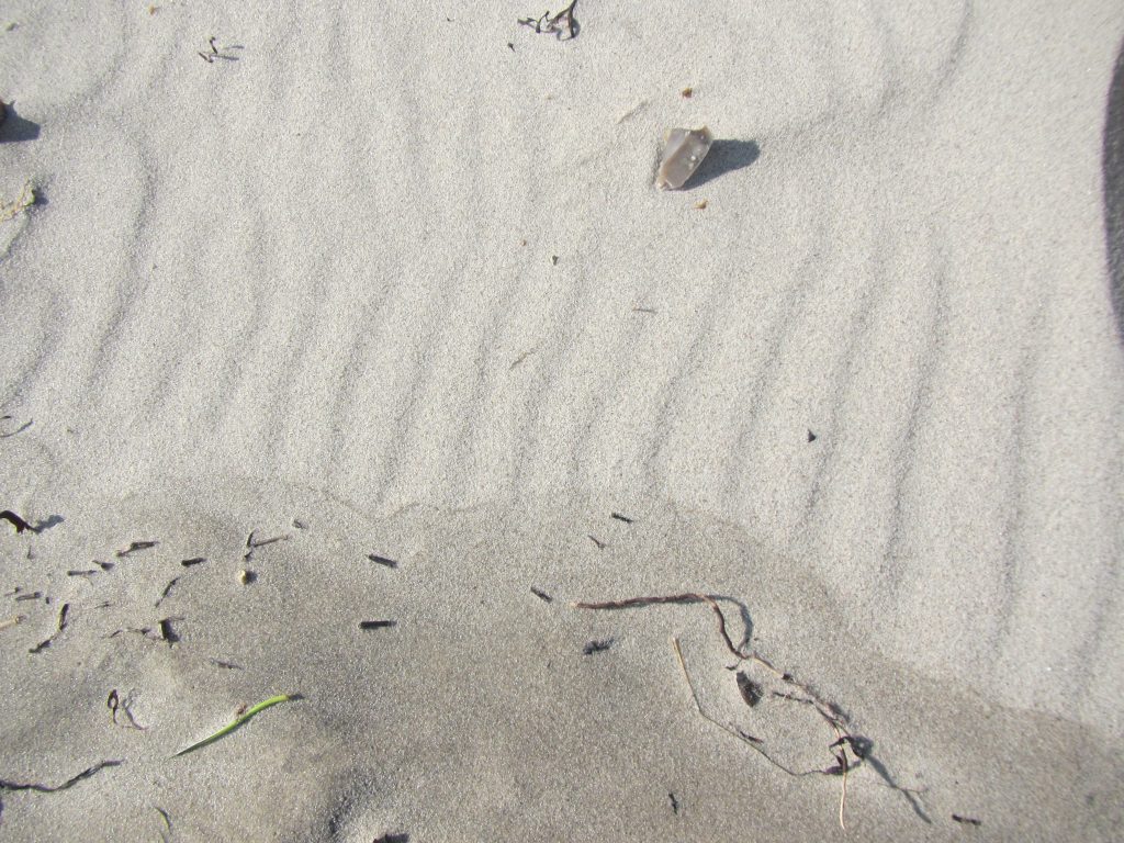 Traces in the sand - Adventures in Oceanography and Teaching