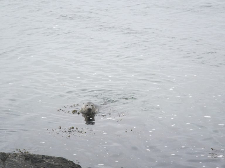 Seal watching - Adventures in Oceanography and Teaching