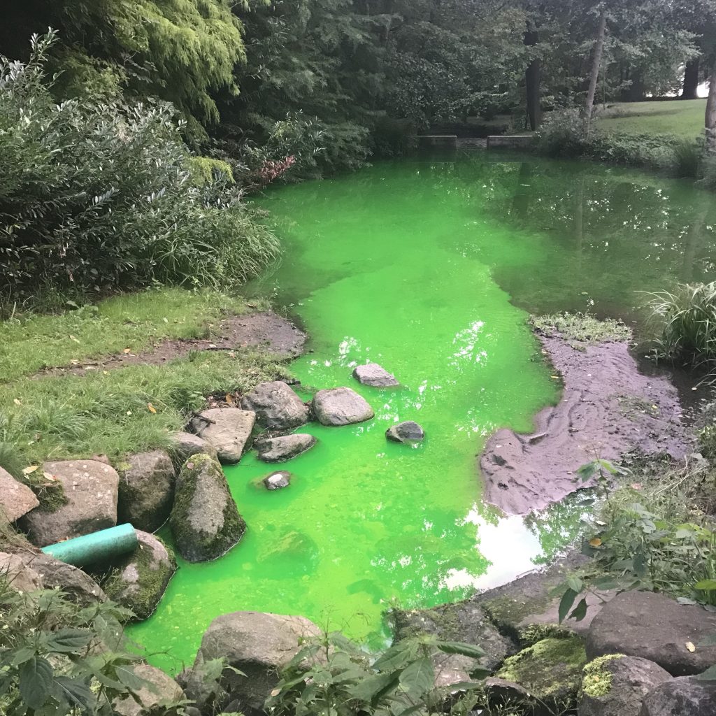 Dye tracers "in the wild" - Adventures in Oceanography and Teaching