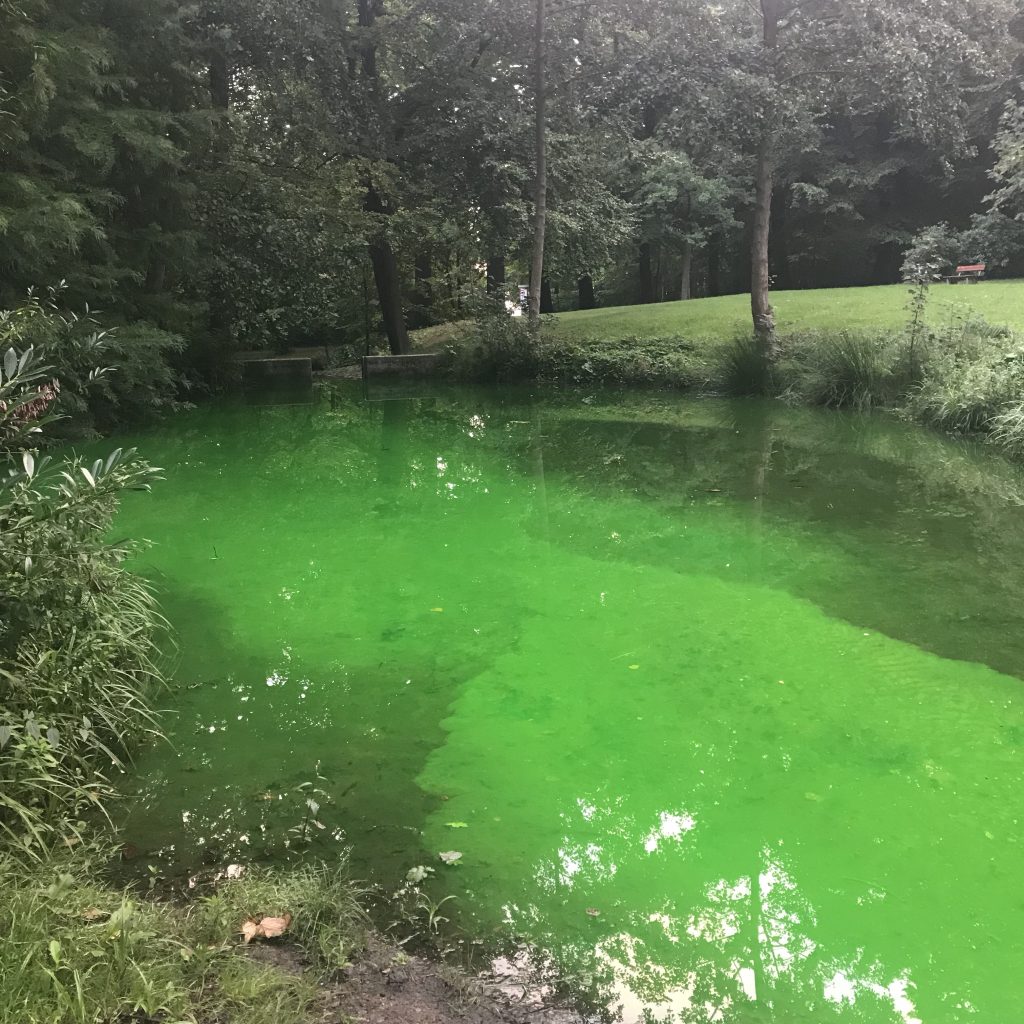 Dye tracers "in the wild" - Adventures in Oceanography and Teaching