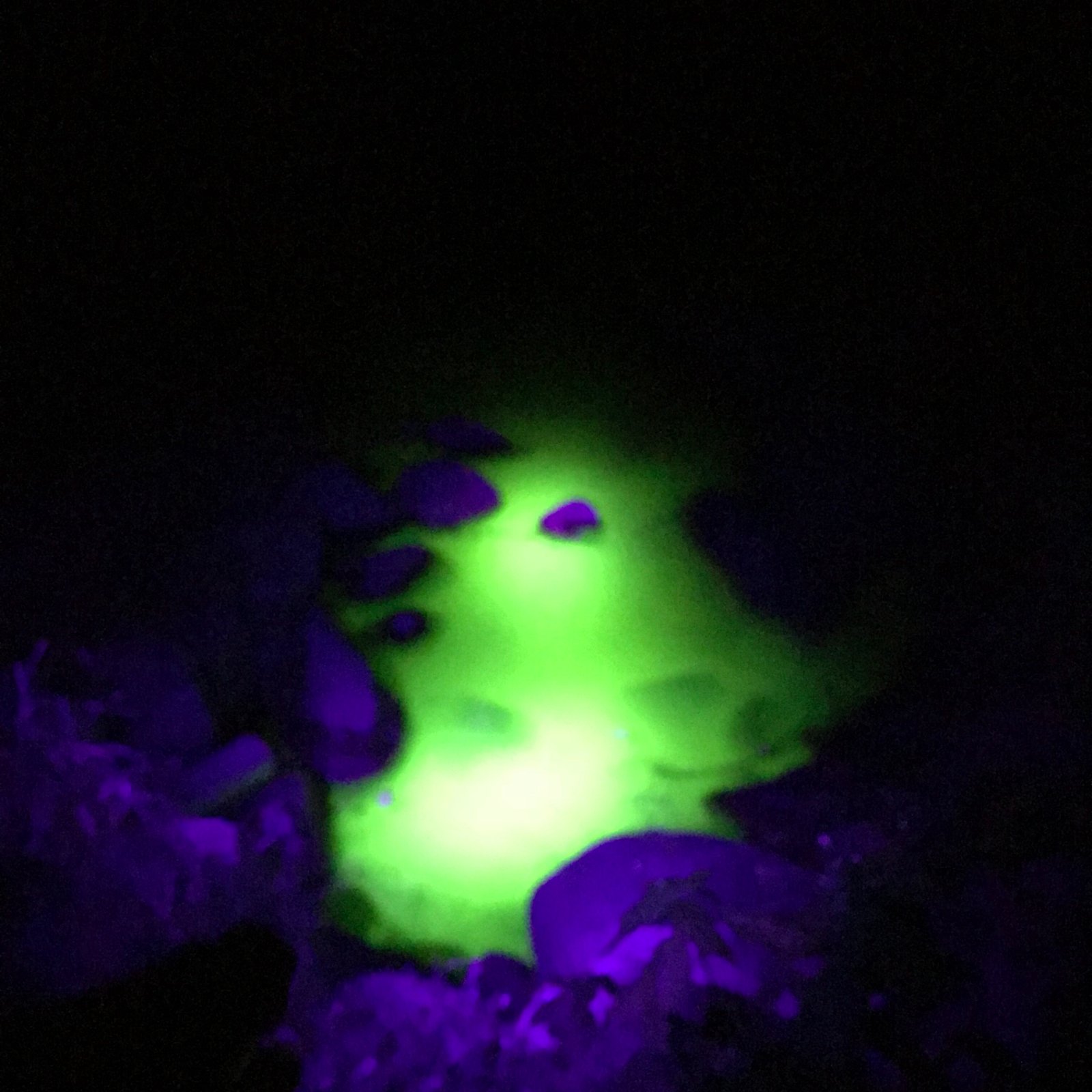 Fluorescent night walk — following the stream through the lake into ...