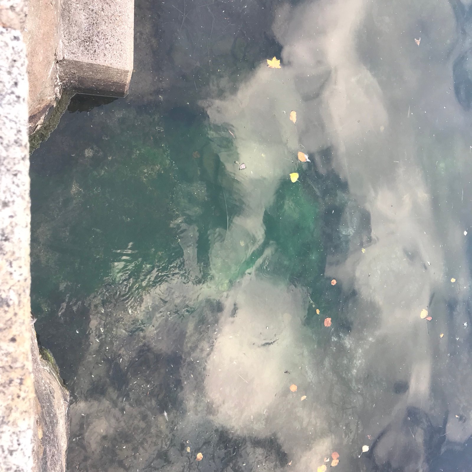 Uranine Archives - Adventures in Oceanography and Teaching