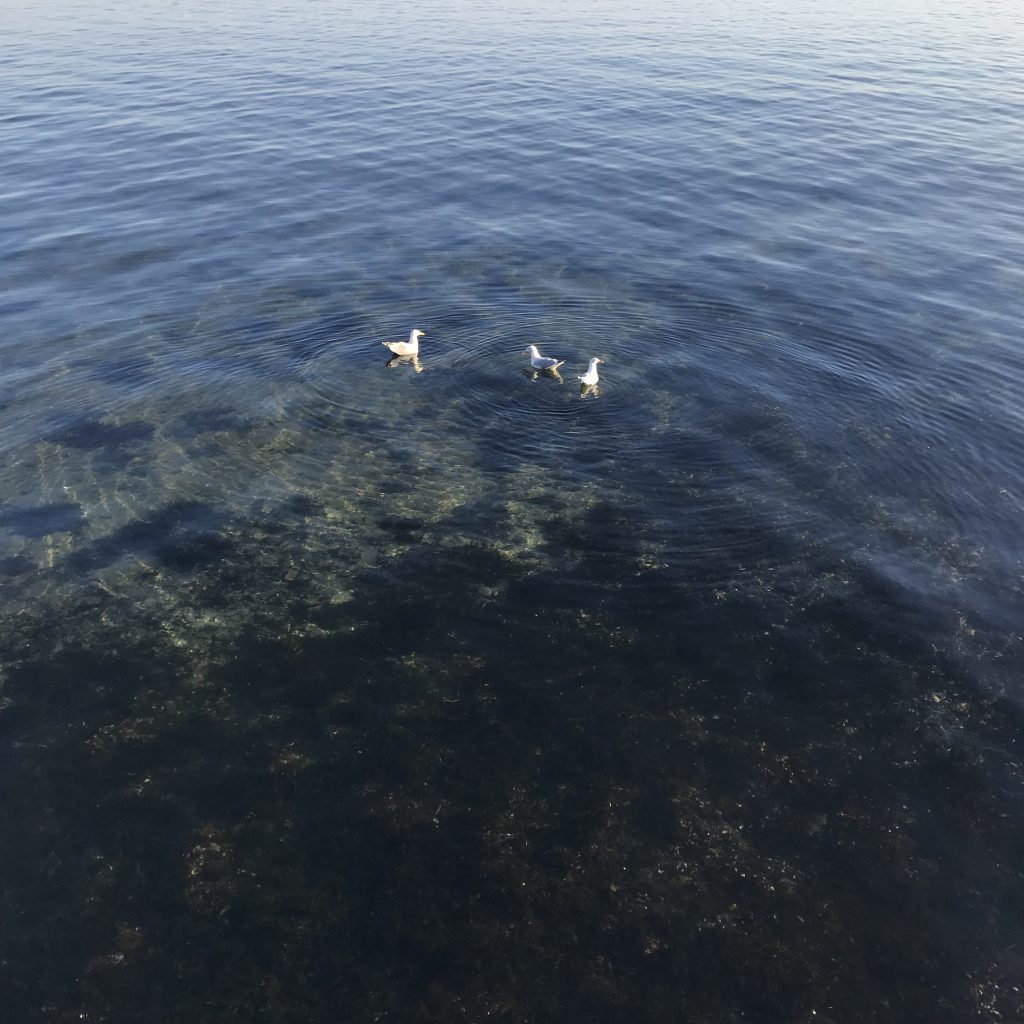 Wave watching by proxy - looking at how waves focus light on the sea ...