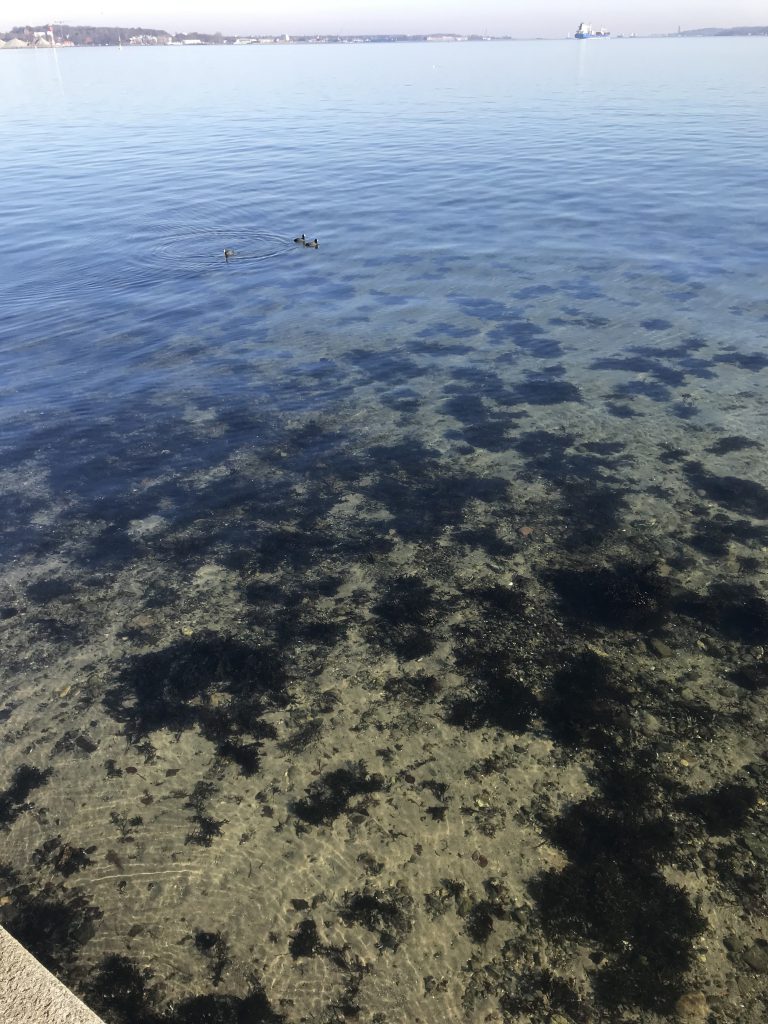 optics Archives - Adventures in Oceanography and Teaching