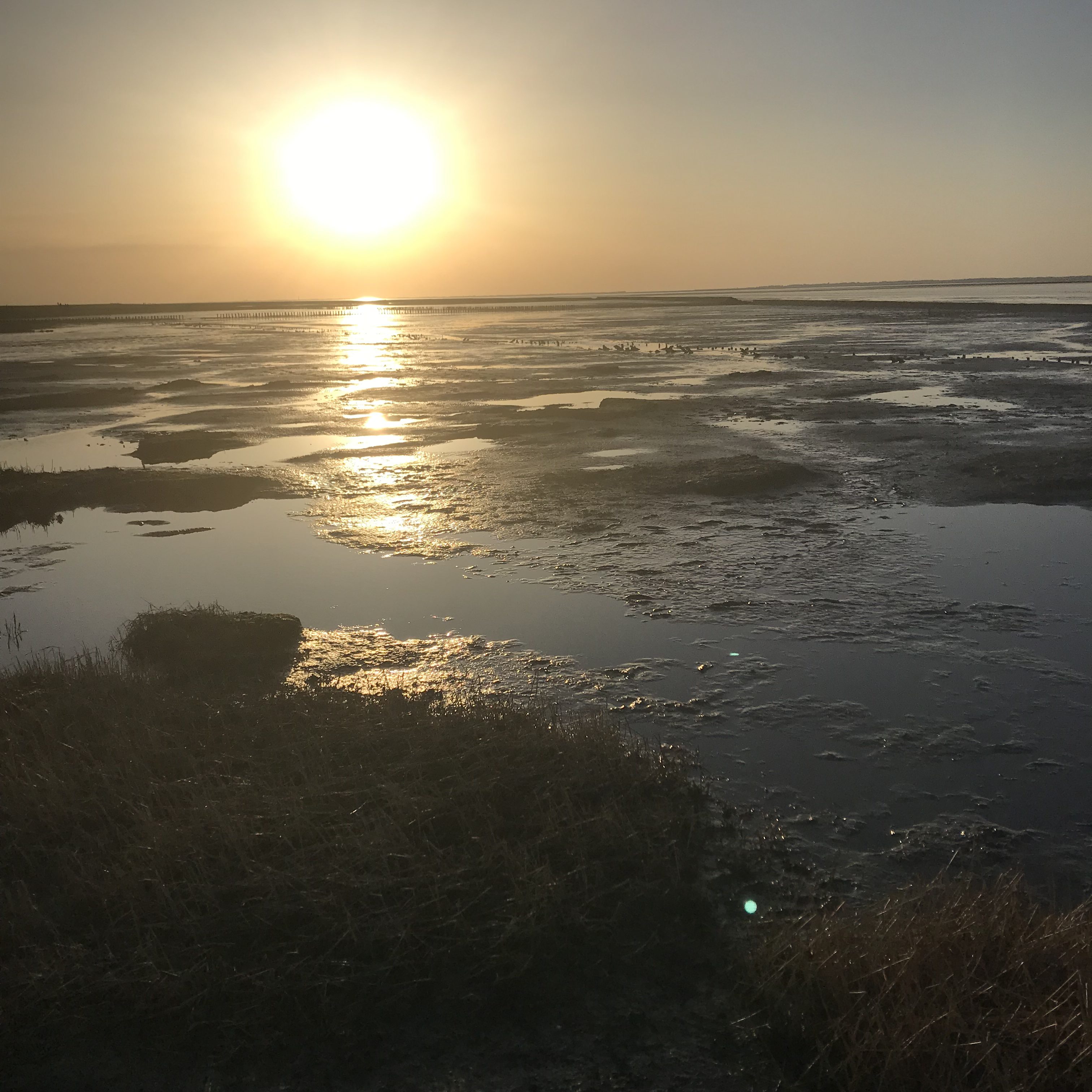 Wadden Sea Archives - Adventures in Oceanography and Teaching