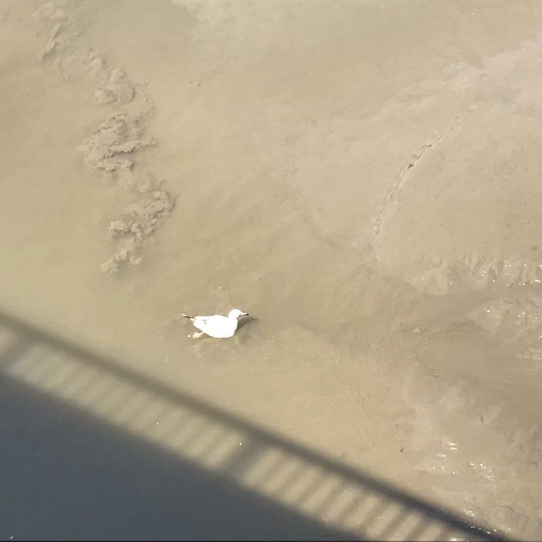 mud Archives - Adventures in Oceanography and Teaching