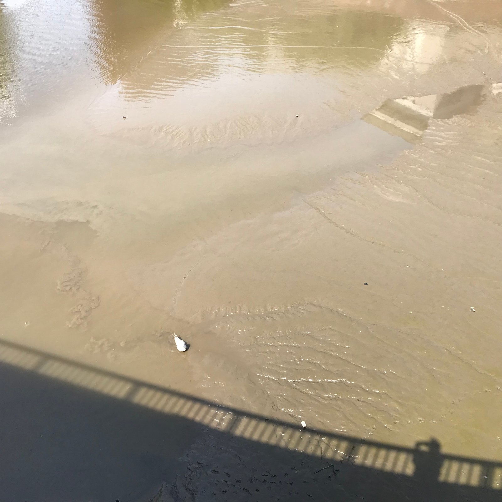 Muddy water watching on my lunch break. Turbulence and all the good ...