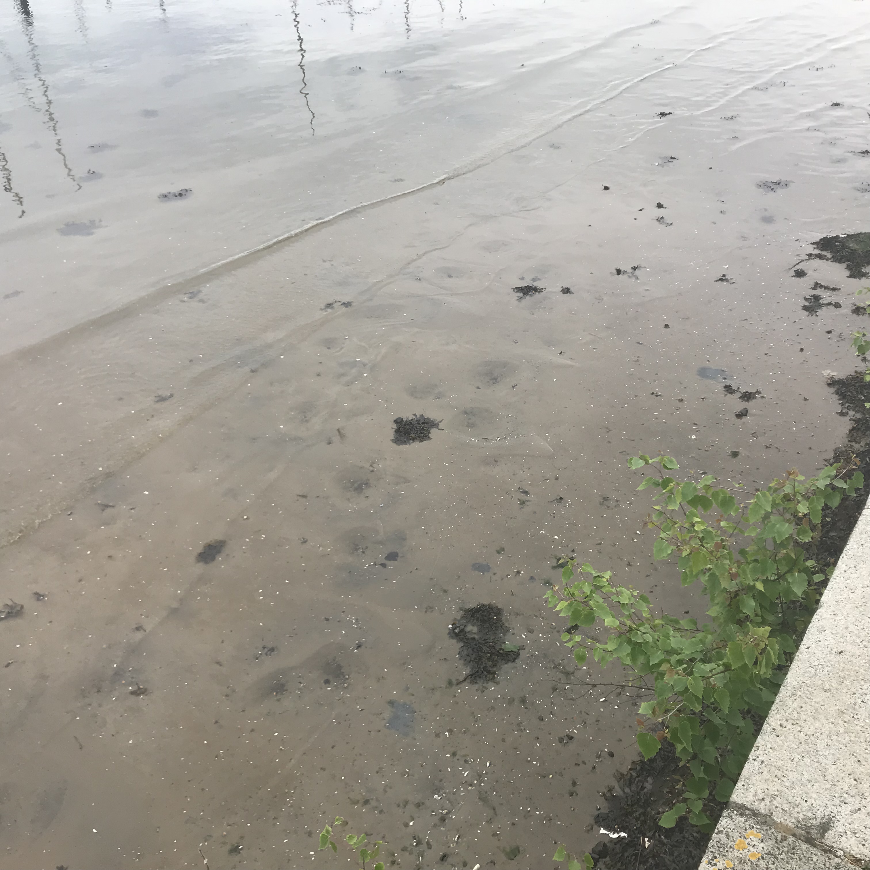 shallow water waves Archives - Adventures in Oceanography and Teaching