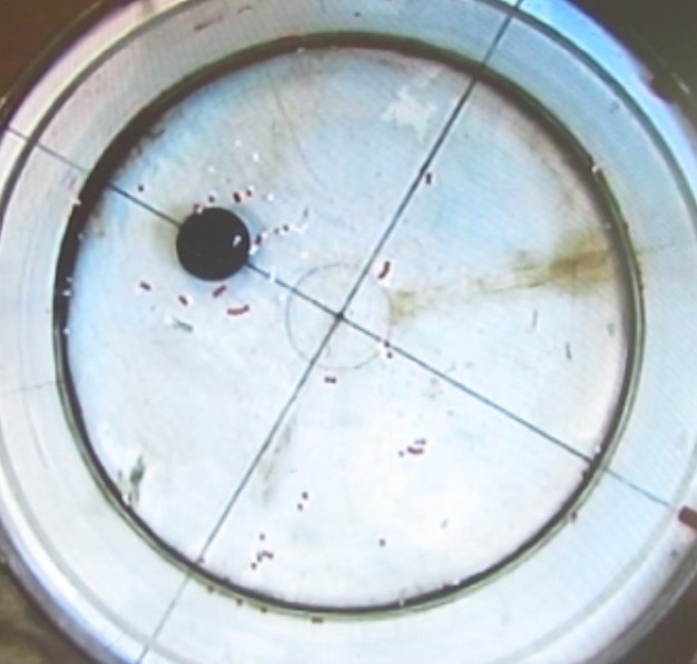 solid body rotation Archives - Adventures in Oceanography and Teaching