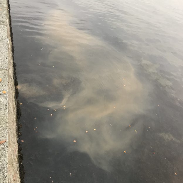 Watch how sediment is transported with the flow while surface waves ...