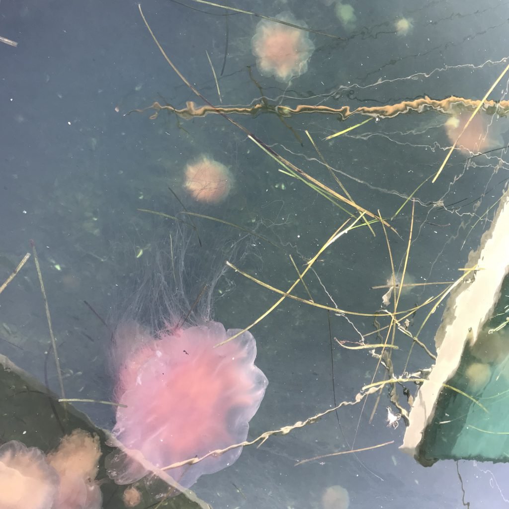 #WaveWatching, beautiful jellyfish, miniature rip currents, double ...