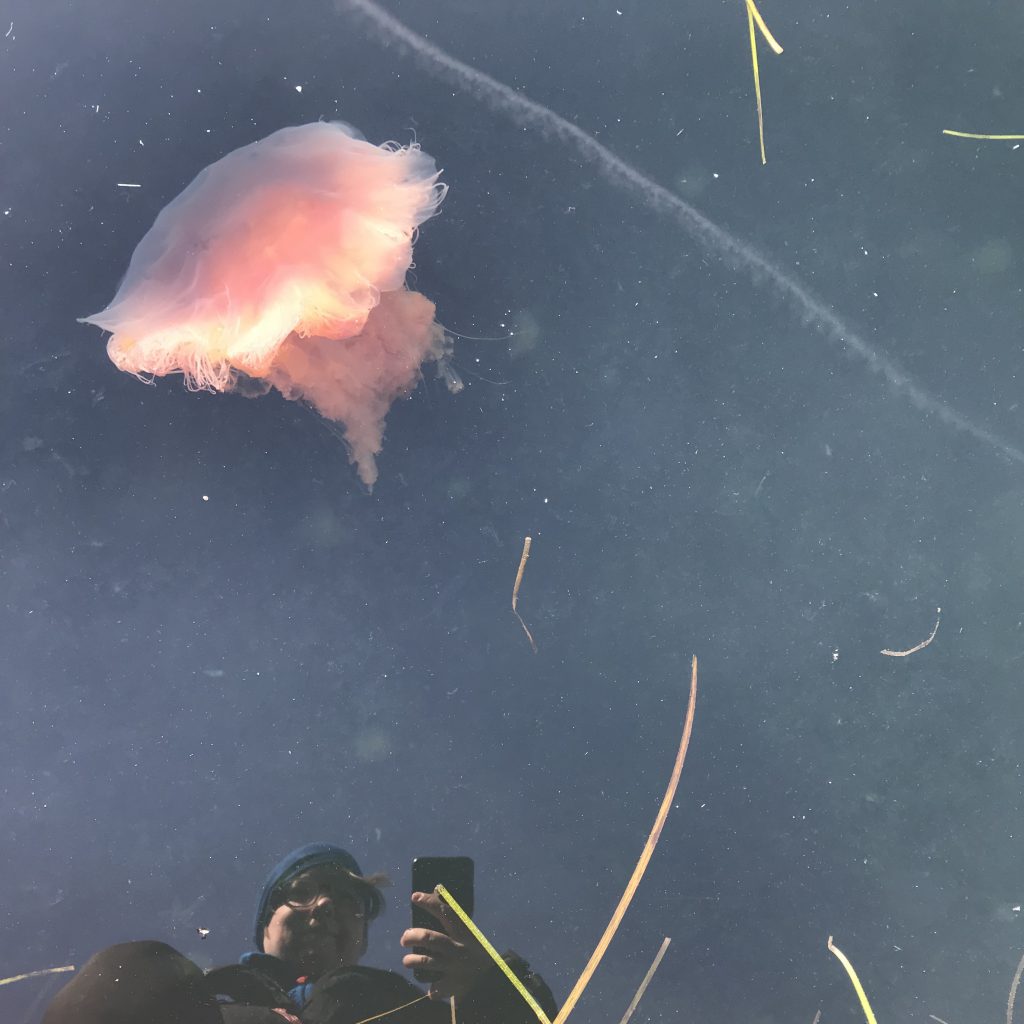 #WaveWatching, beautiful jellyfish, miniature rip currents, double ...