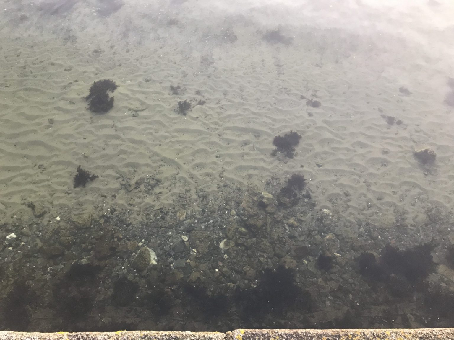 Sand ripples. Why do they form in the exact way they do? - Adventures ...