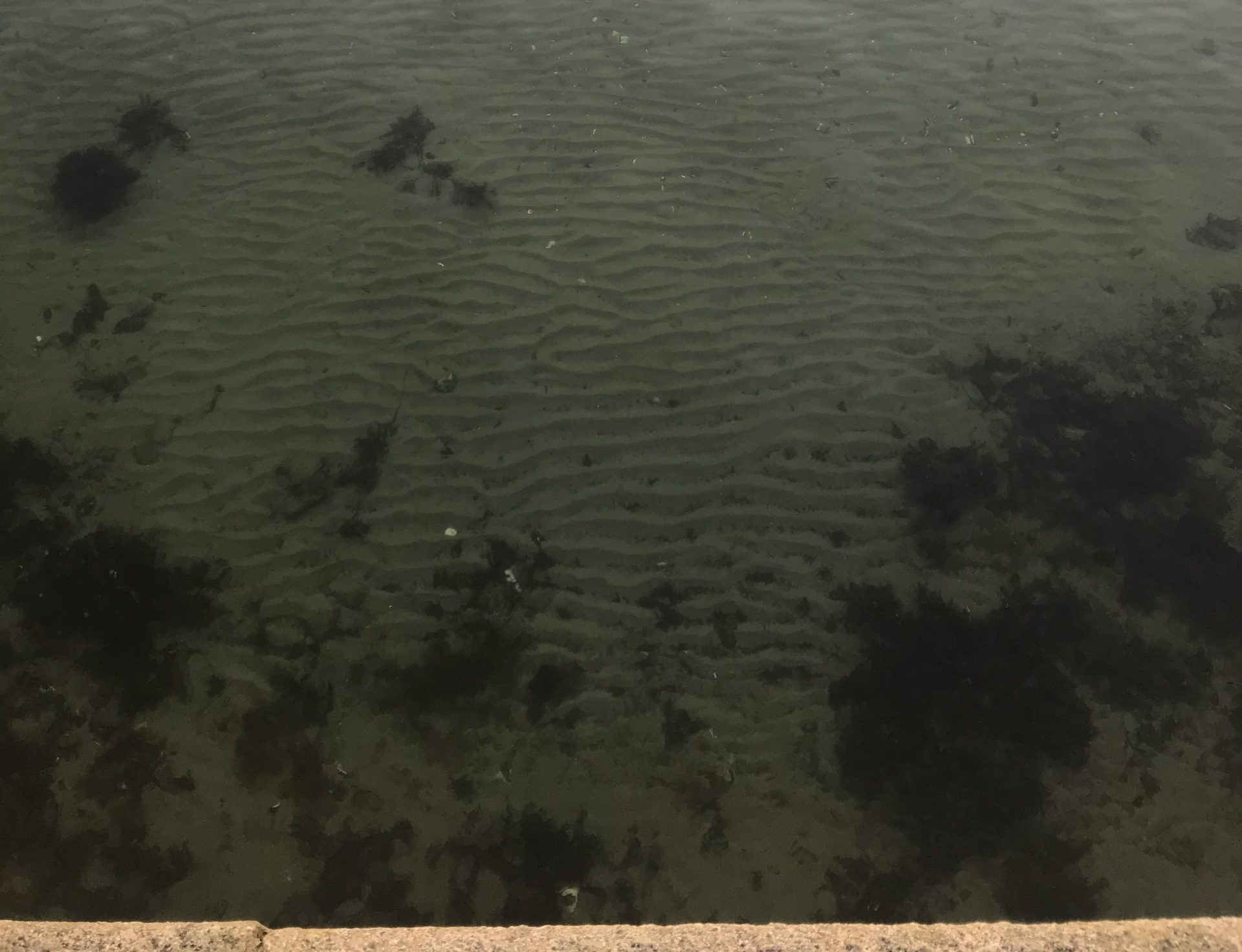 Sand ripples. Why do they form in the exact way they do? - Adventures ...