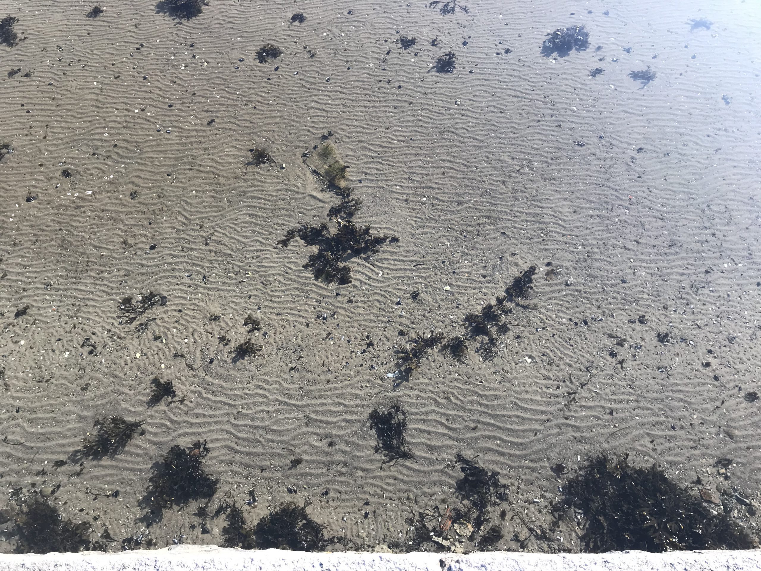 Foam stripes and sand ripples - Adventures in Oceanography and Teaching