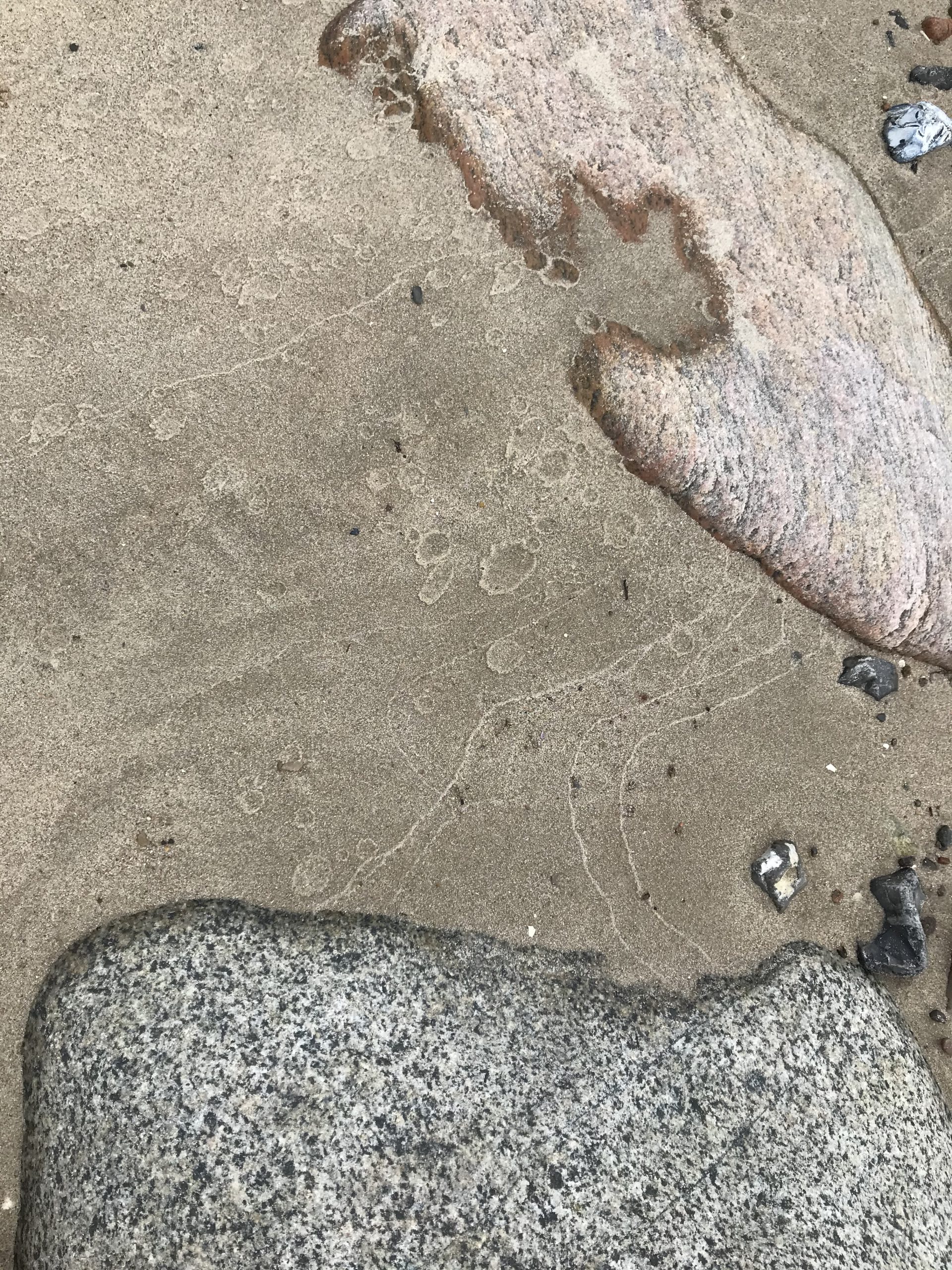 Birthday on the beach - Adventures in Oceanography and Teaching