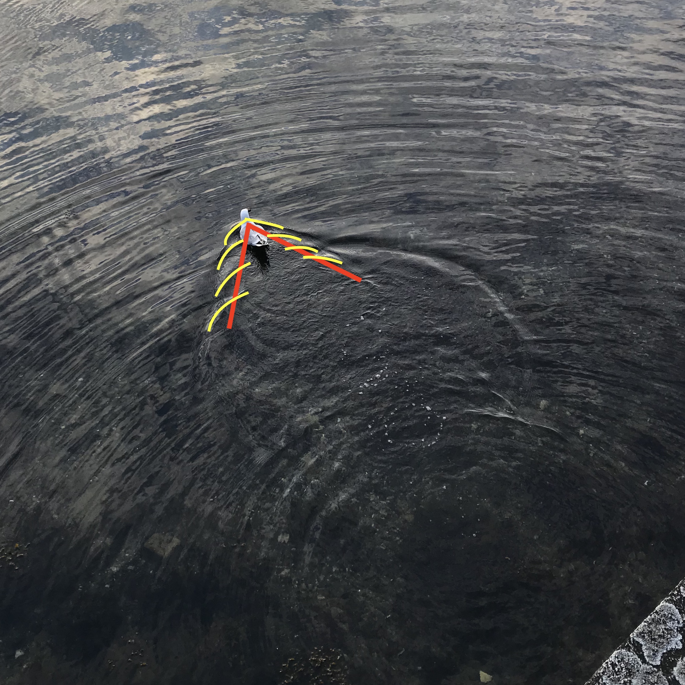 Birds make for super interesting wave watching! - Adventures in ...