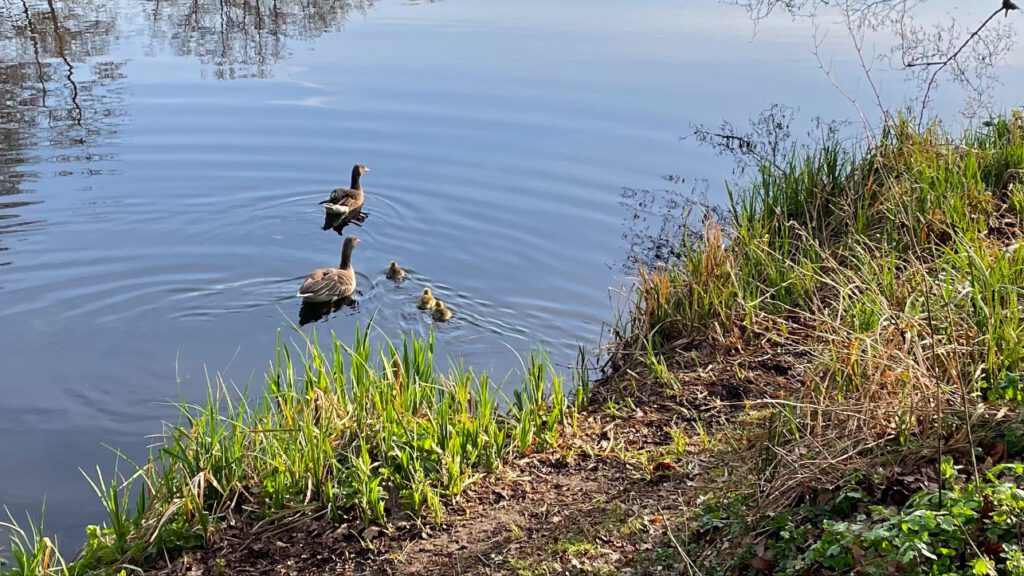 The ultimate guide to #WaveWatching, gooseling edition - Adventures in ...