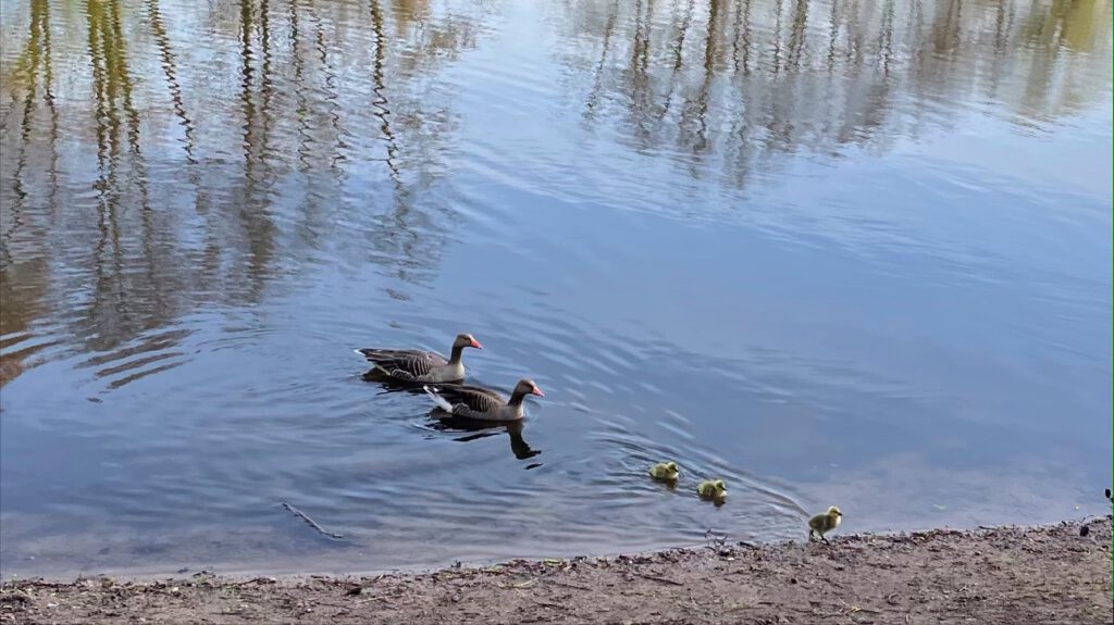 The ultimate guide to #WaveWatching, gooseling edition - Adventures in ...