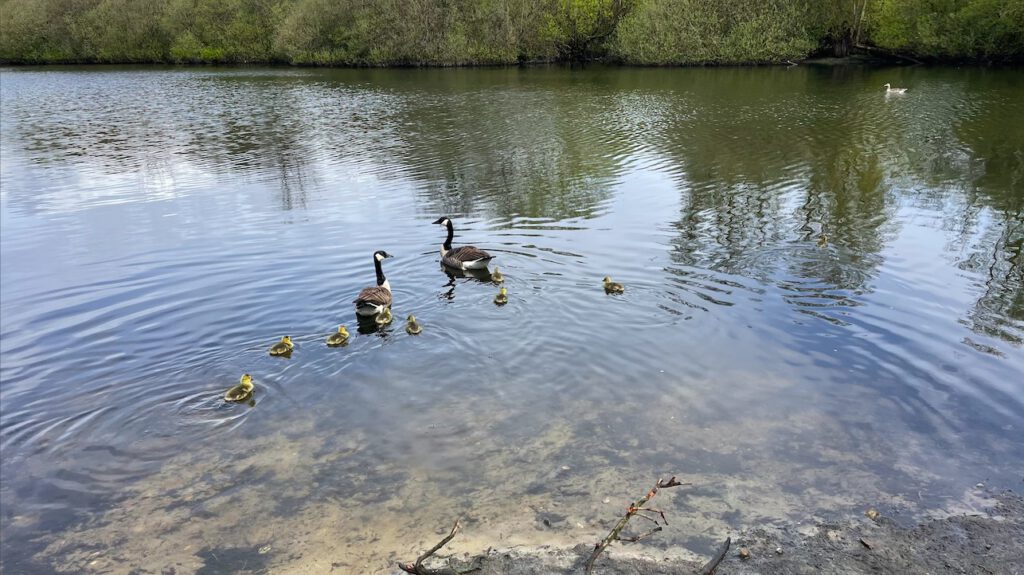 The ultimate guide to #WaveWatching, gooseling edition - Adventures in ...