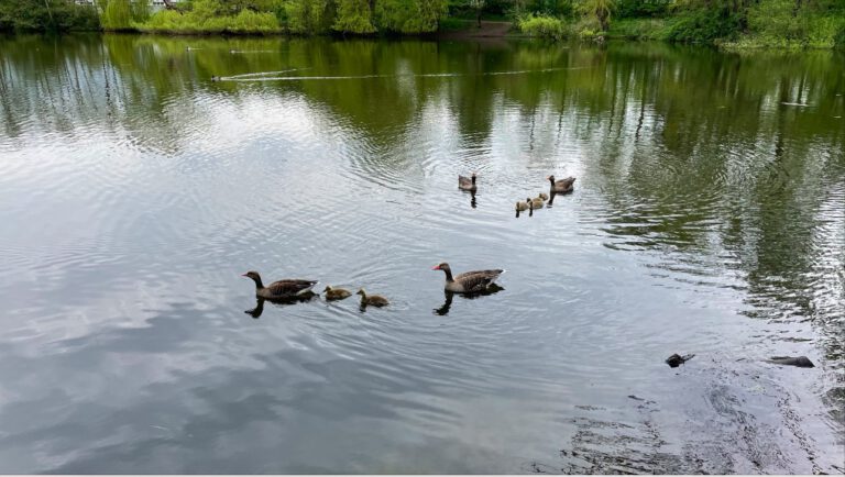 The ultimate guide to #WaveWatching, gooseling edition - Adventures in ...