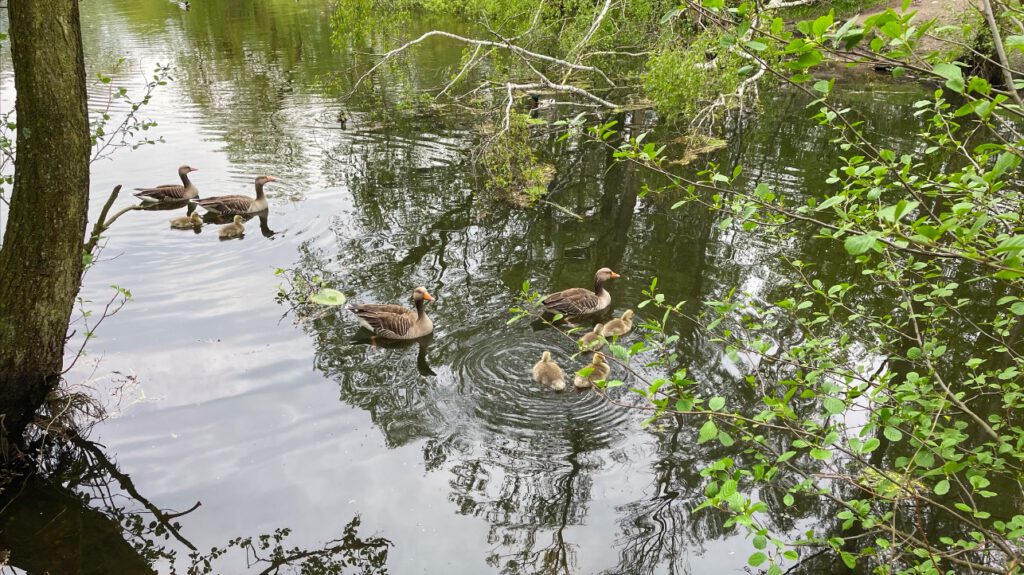 The ultimate guide to #WaveWatching, gooseling edition - Adventures in ...