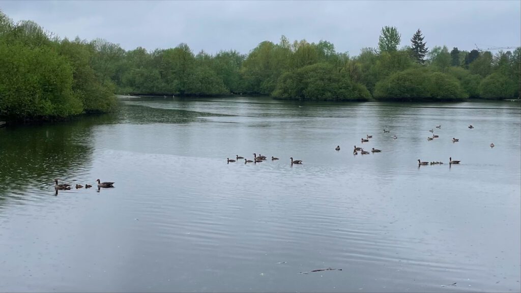 The ultimate guide to #WaveWatching, gooseling edition - Adventures in ...