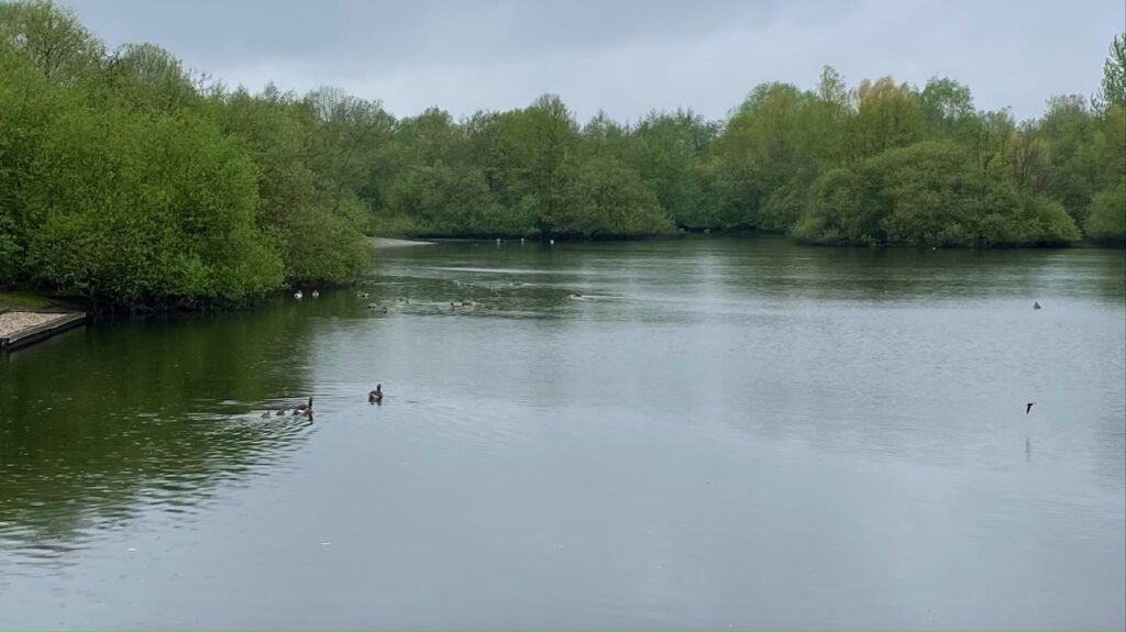 The ultimate guide to #WaveWatching, gooseling edition - Adventures in ...