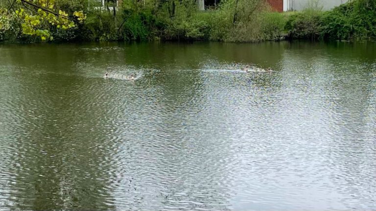 The ultimate guide to #WaveWatching, gooseling edition - Adventures in ...