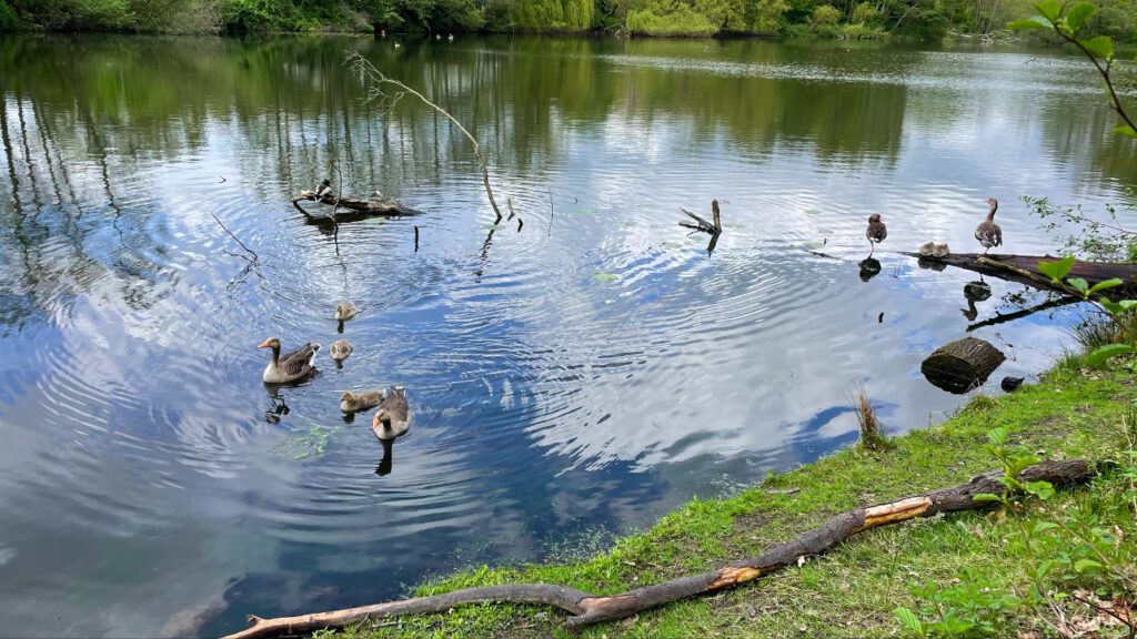 The ultimate guide to #WaveWatching, gooseling edition - Adventures in ...