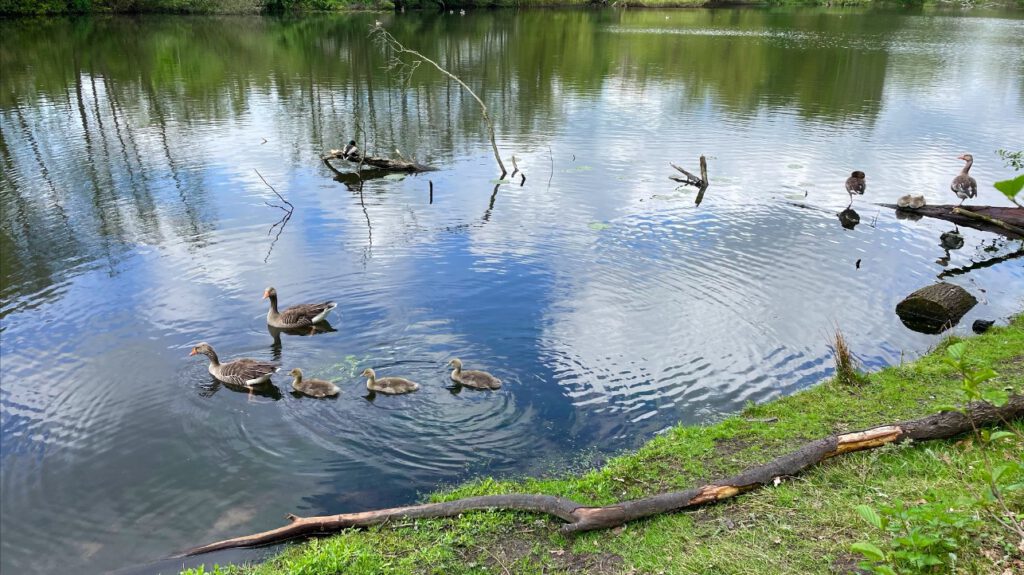 The ultimate guide to #WaveWatching, gooseling edition - Adventures in ...