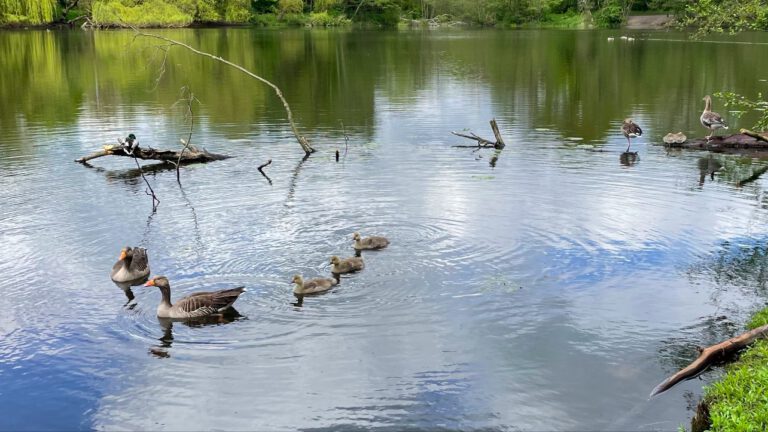 The ultimate guide to #WaveWatching, gooseling edition - Adventures in ...