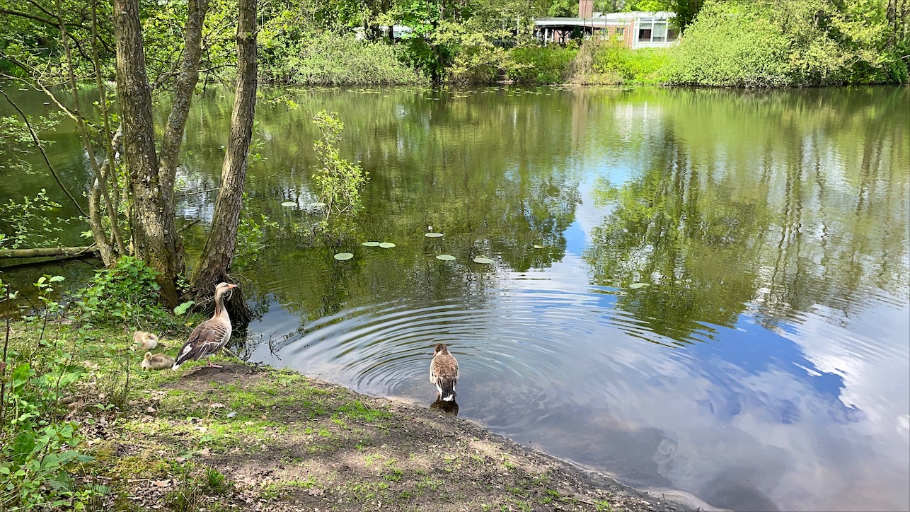 The ultimate guide to #WaveWatching, gooseling edition - Adventures in ...