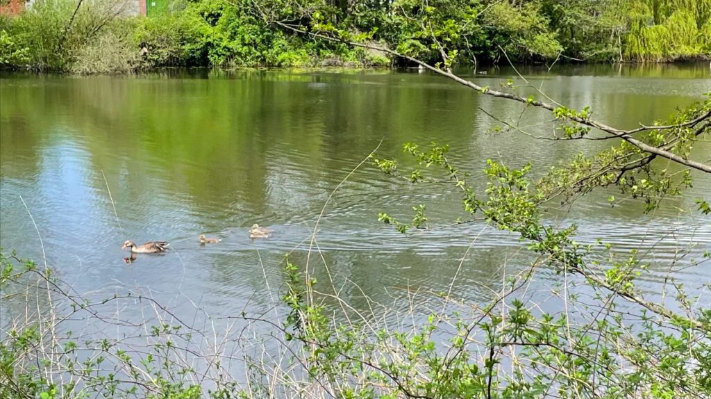 The ultimate guide to #WaveWatching, gooseling edition - Adventures in ...