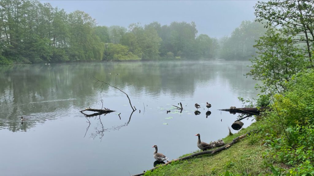 The ultimate guide to #WaveWatching, gooseling edition - Adventures in ...