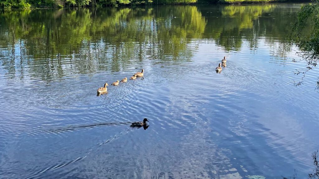 The ultimate guide to #WaveWatching, gooseling edition - Adventures in ...