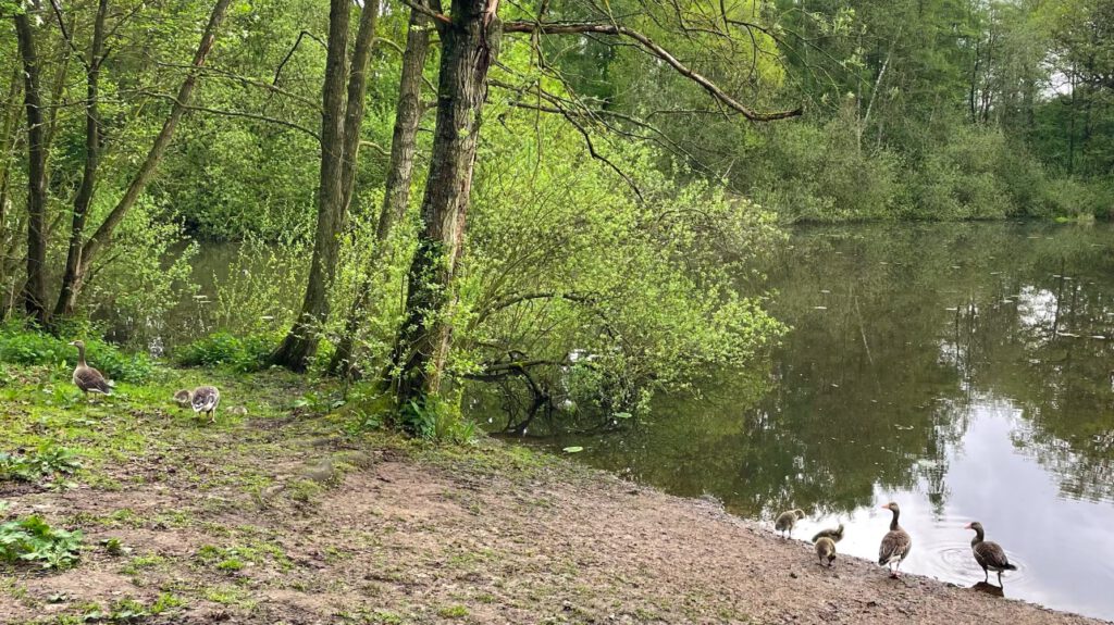 The ultimate guide to #WaveWatching, gooseling edition - Adventures in ...