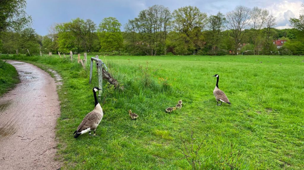 The ultimate guide to #WaveWatching, gooseling edition - Adventures in ...